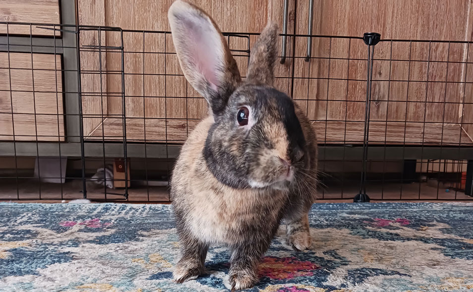 Dog and Pet Care for Central CT - Humble Hounds LLC - Humble Hounds, LLC